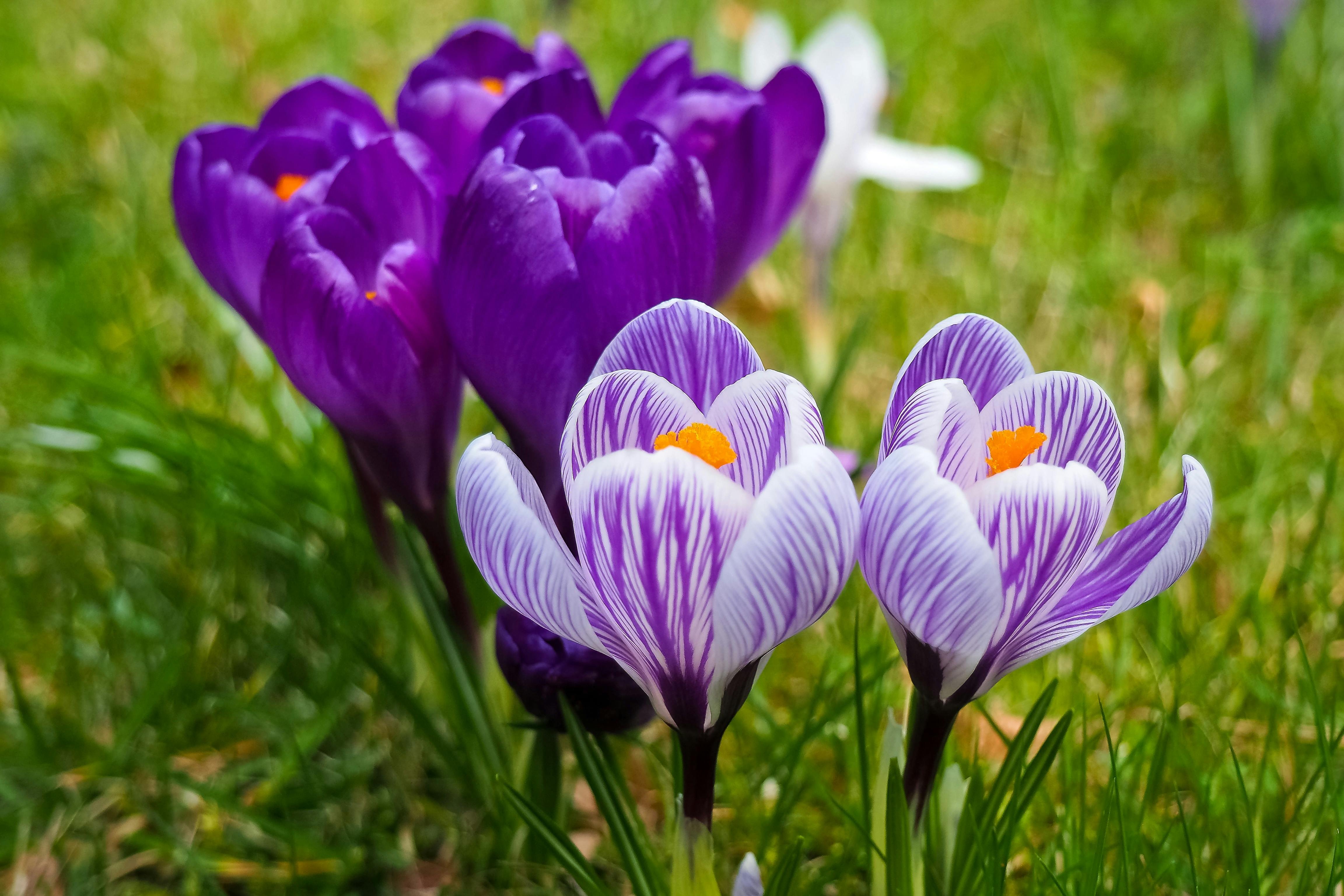 Your Ultimate Guide to Planting Spring Bulbs on the West Coast of BC ...